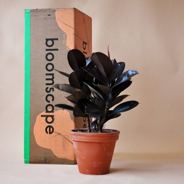 Bloomscape Plants Avis Complet sur la Verdure à Votre Porte